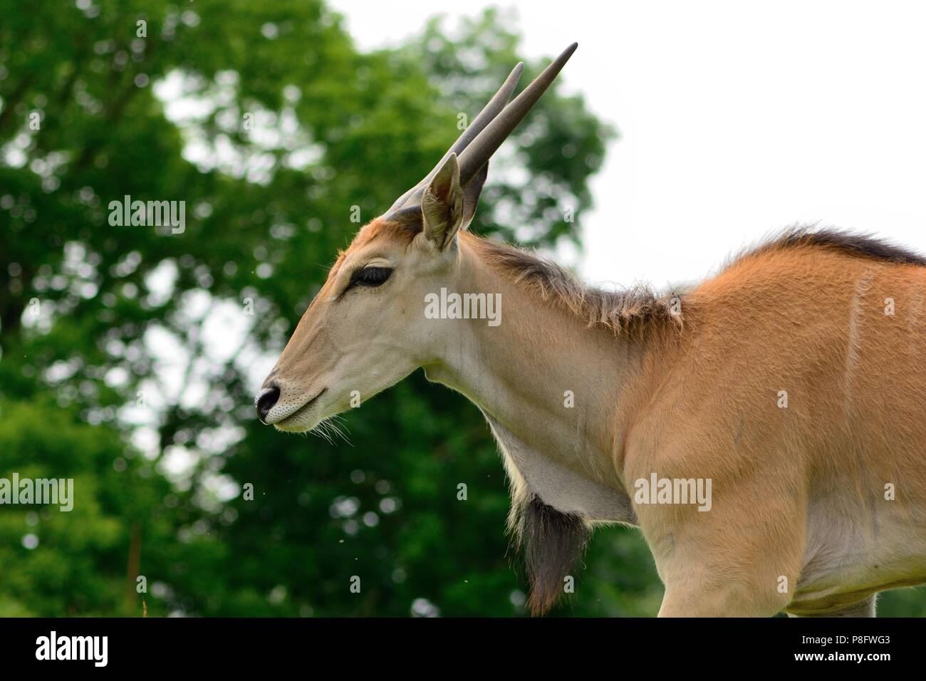 Side view of a common eland Stock Photo - Alamy