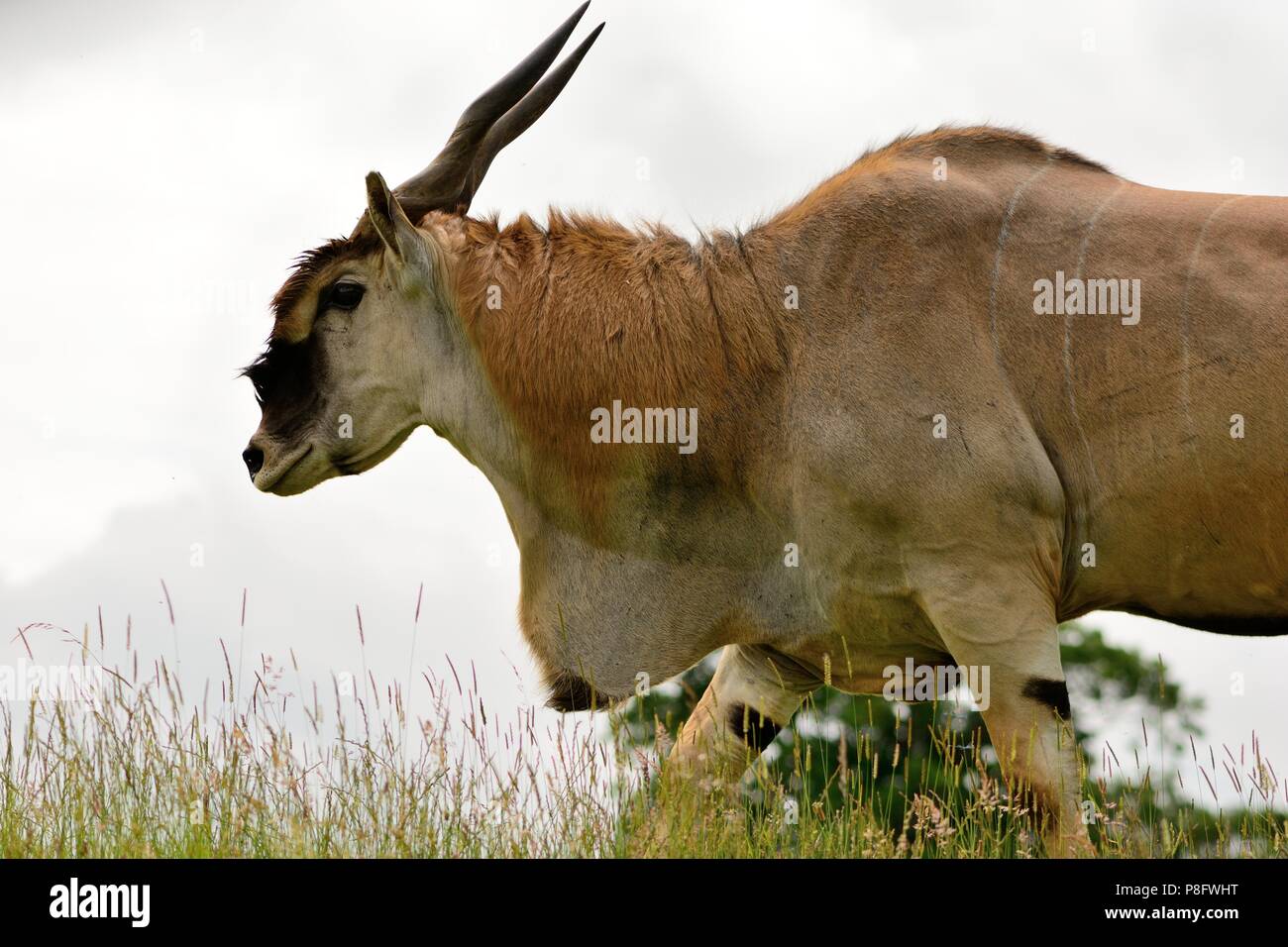 Side view of a common eland Stock Photo - Alamy