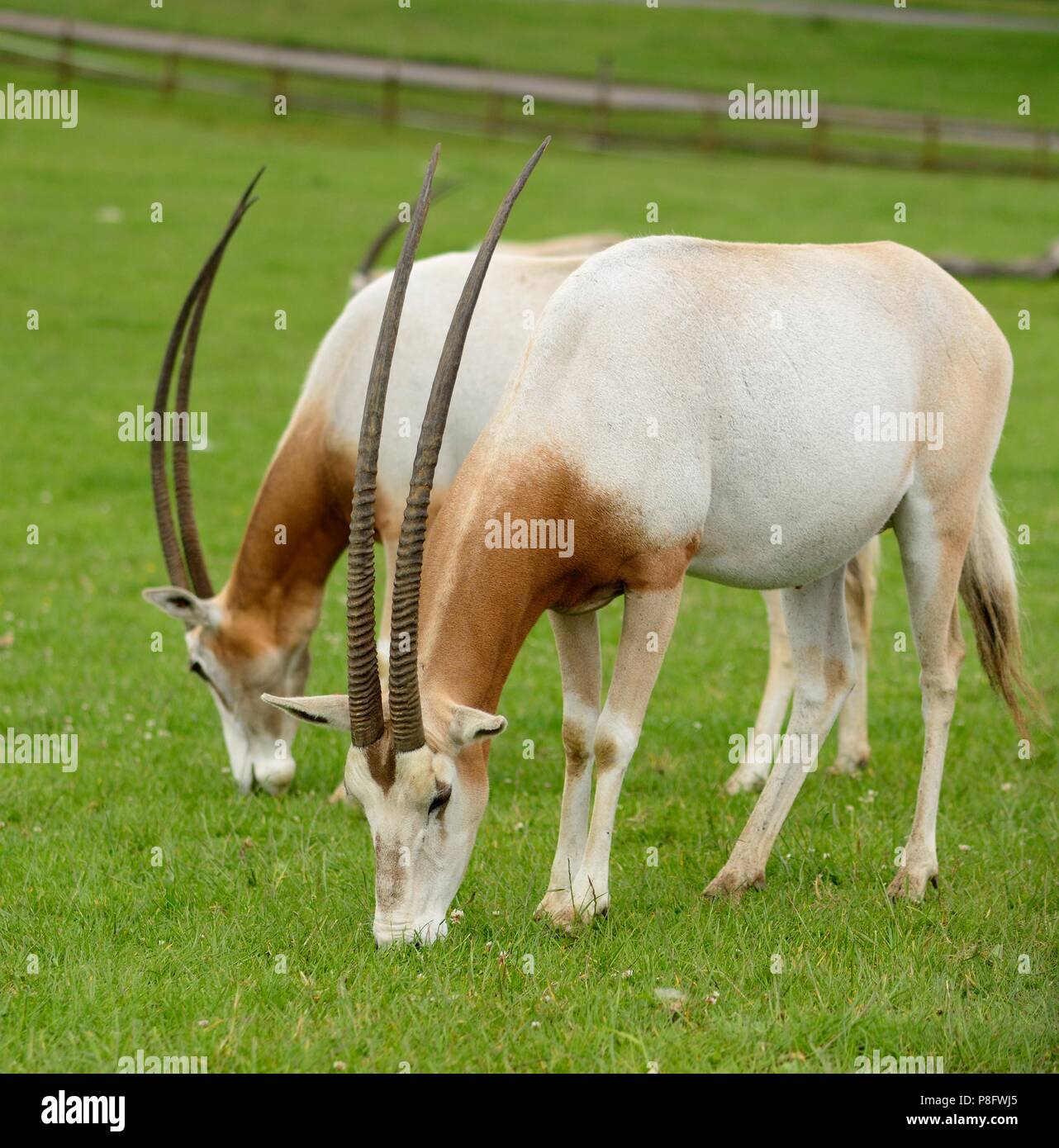 Portrait pair scimitar horned hi-res stock photography and images - Alamy