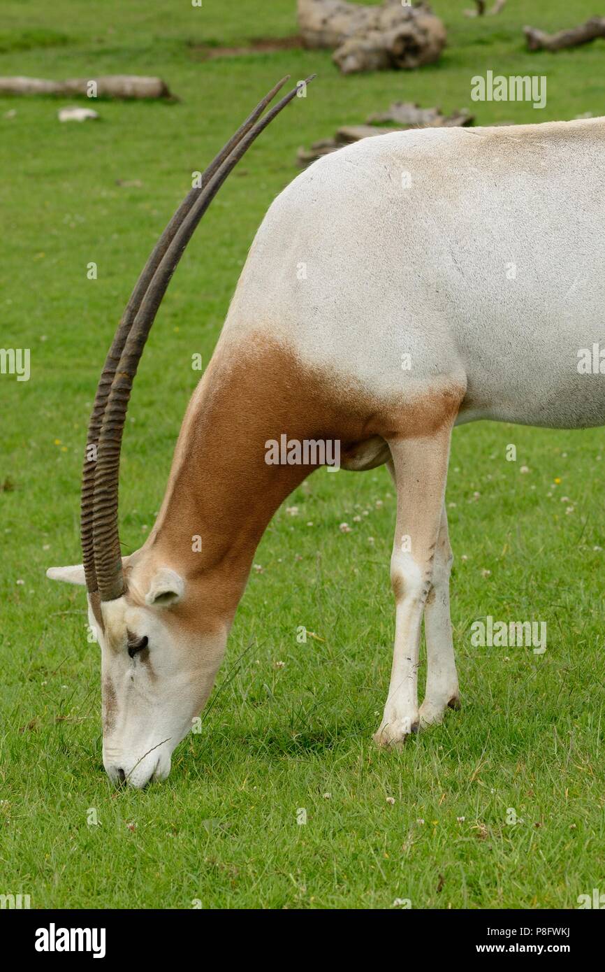 Close up scimitar horned hi-res stock photography and images - Alamy