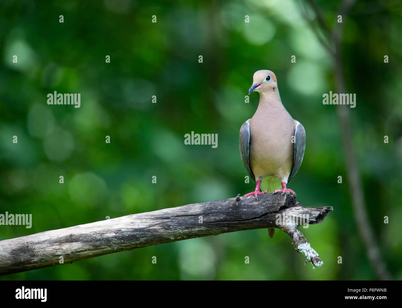 A mourning dove perches on a dead apple tree limb Stock Photo - Alamy