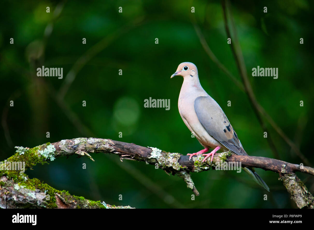 Profile view of a mourning dove perched on an apple tree limb Stock ...