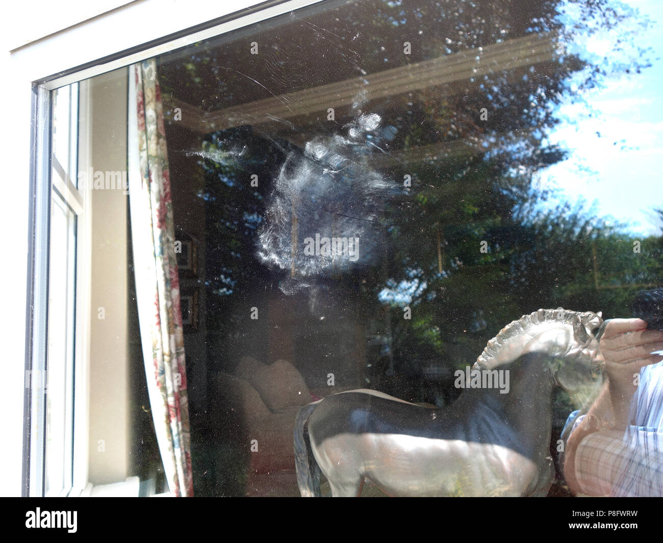 Bird hits glass hi-res stock photography and images - Alamy