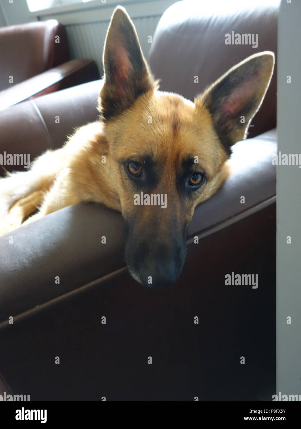 German Shepherd dog siting in a chair Stock Photo - Alamy