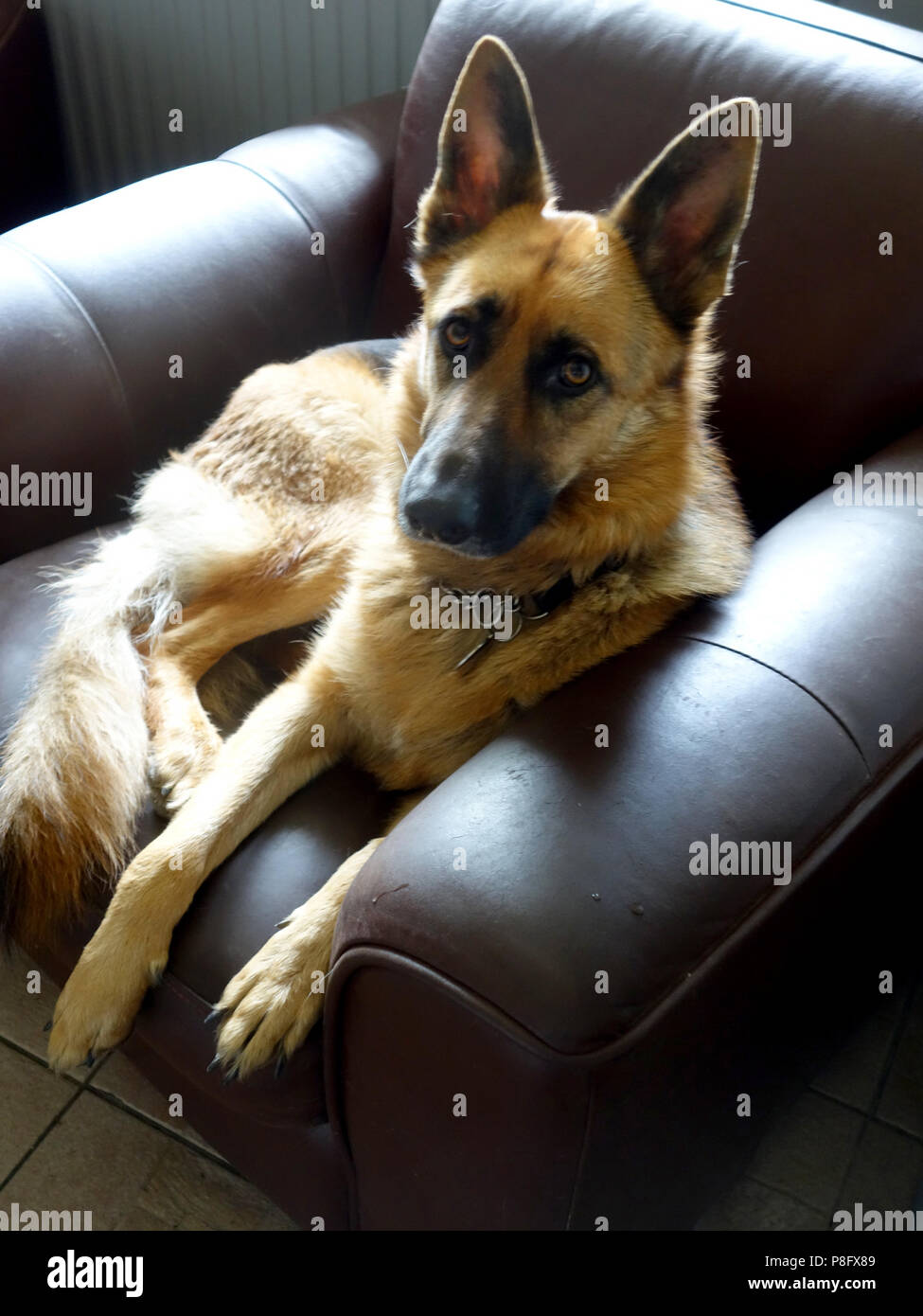 German Shepherd dog siting in a chair Stock Photo - Alamy