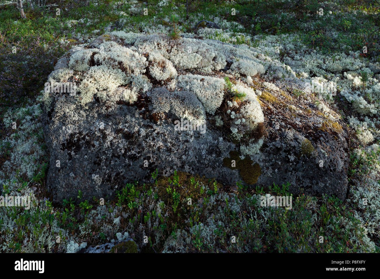 Tundra Plants Mosses