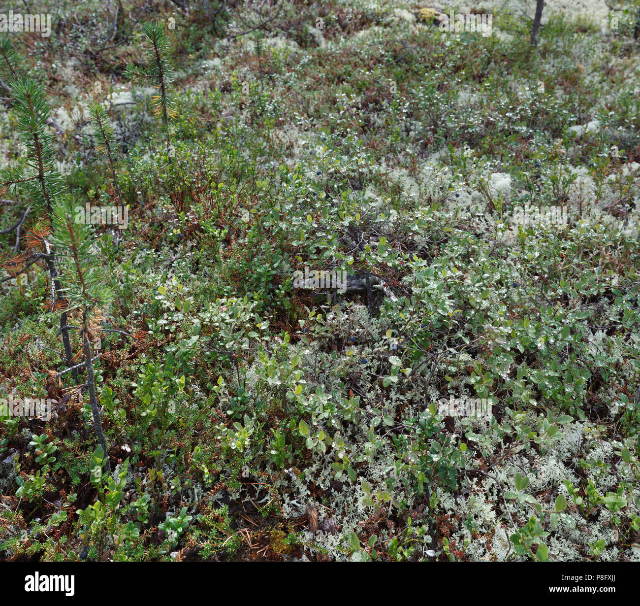 Blueberry glade in tundra Stock Photo - Alamy