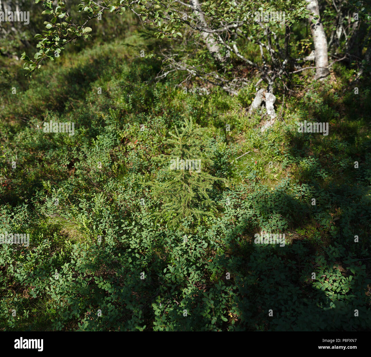 Alaska summer birch forest hi-res stock photography and images - Alamy