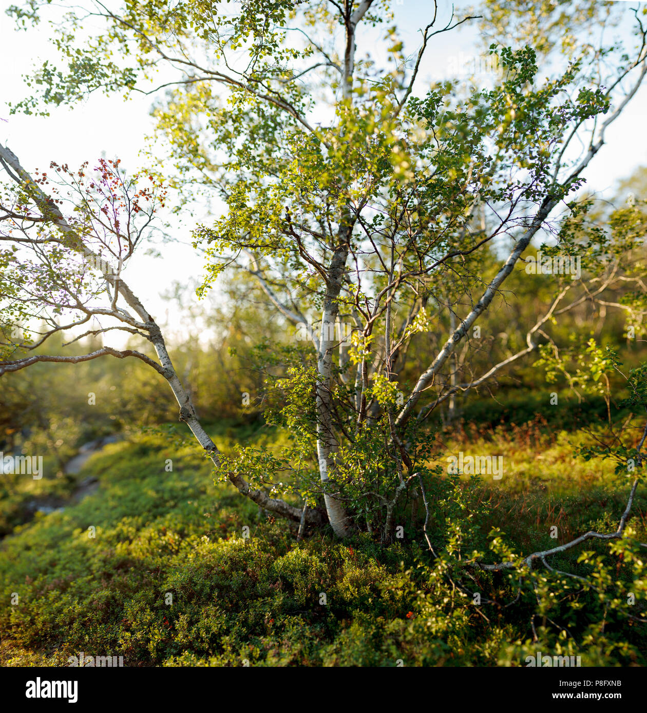 Polar forest hi-res stock photography and images - Alamy