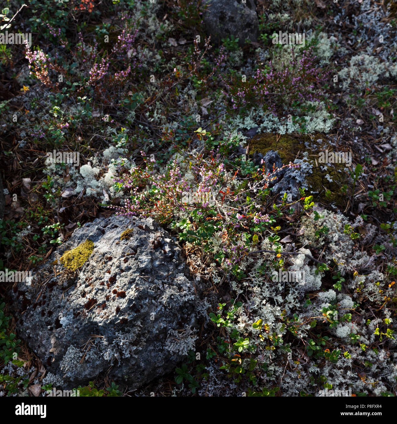 Arctic Tundra Plants Lichen