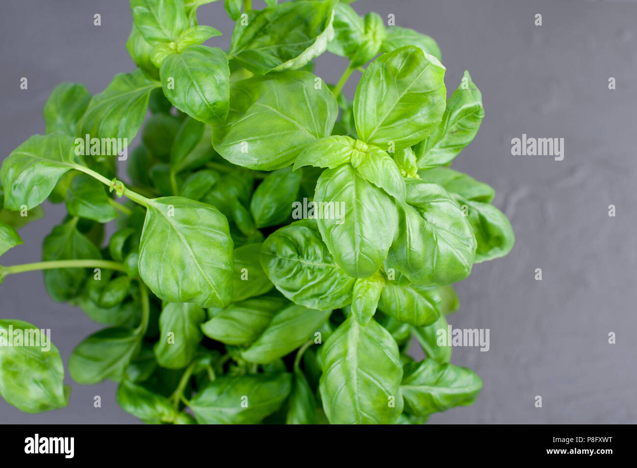fresh basil in a pot, bright leaves for eating. Copy space Stock Photo ...