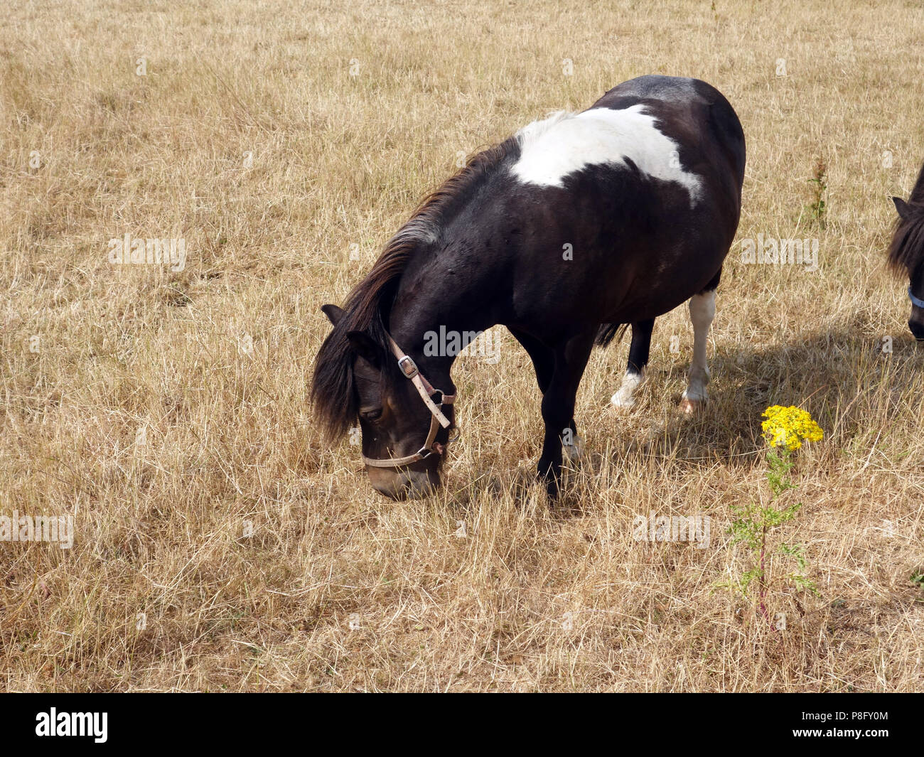 Poor quality grass hi-res stock photography and images - Alamy