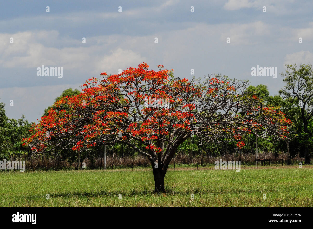 Flame tree in Darwin, Northern Territory, Australia Stock Photo - Alamy