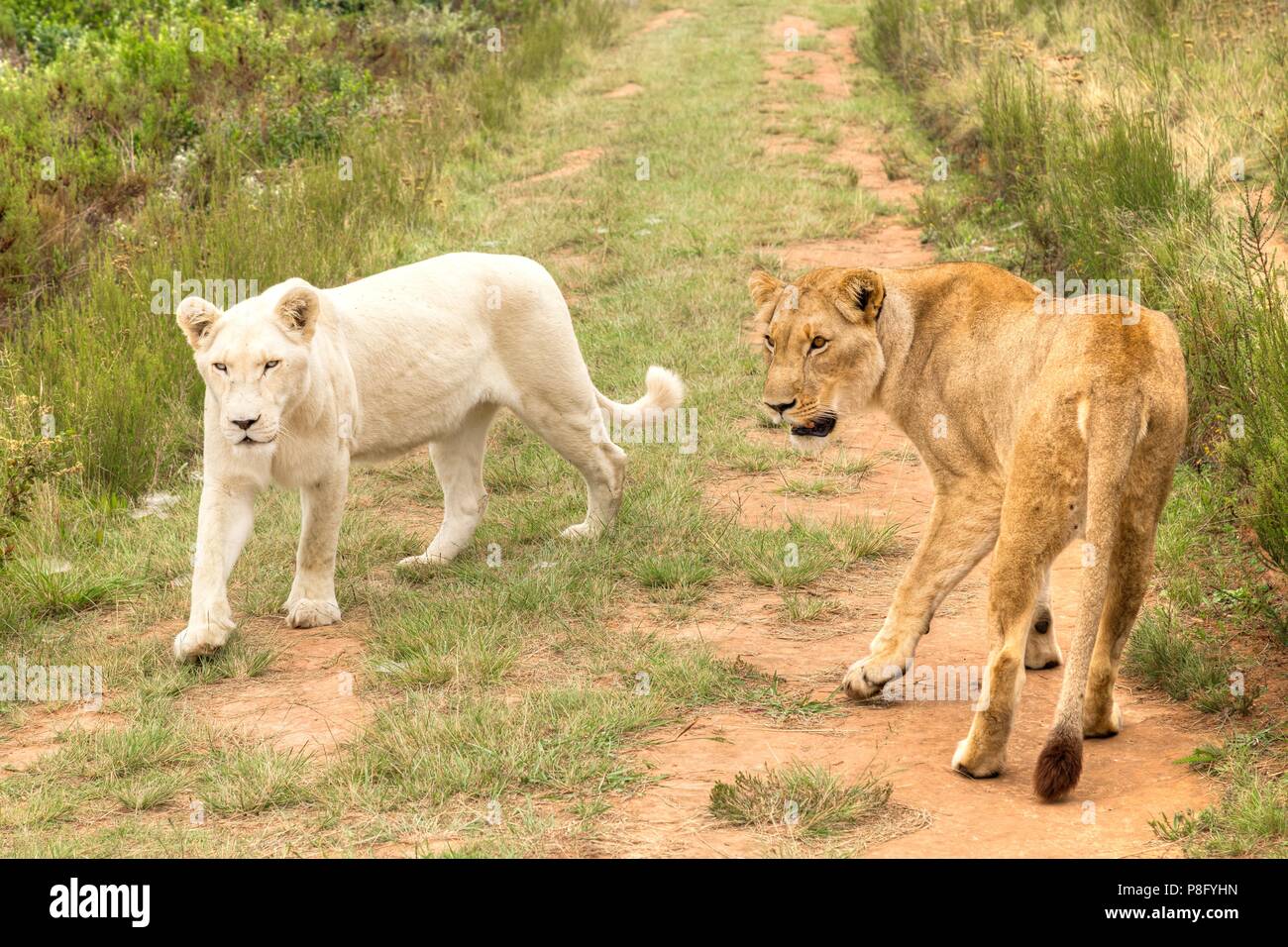 Five lions hi-res stock photography and images - Alamy