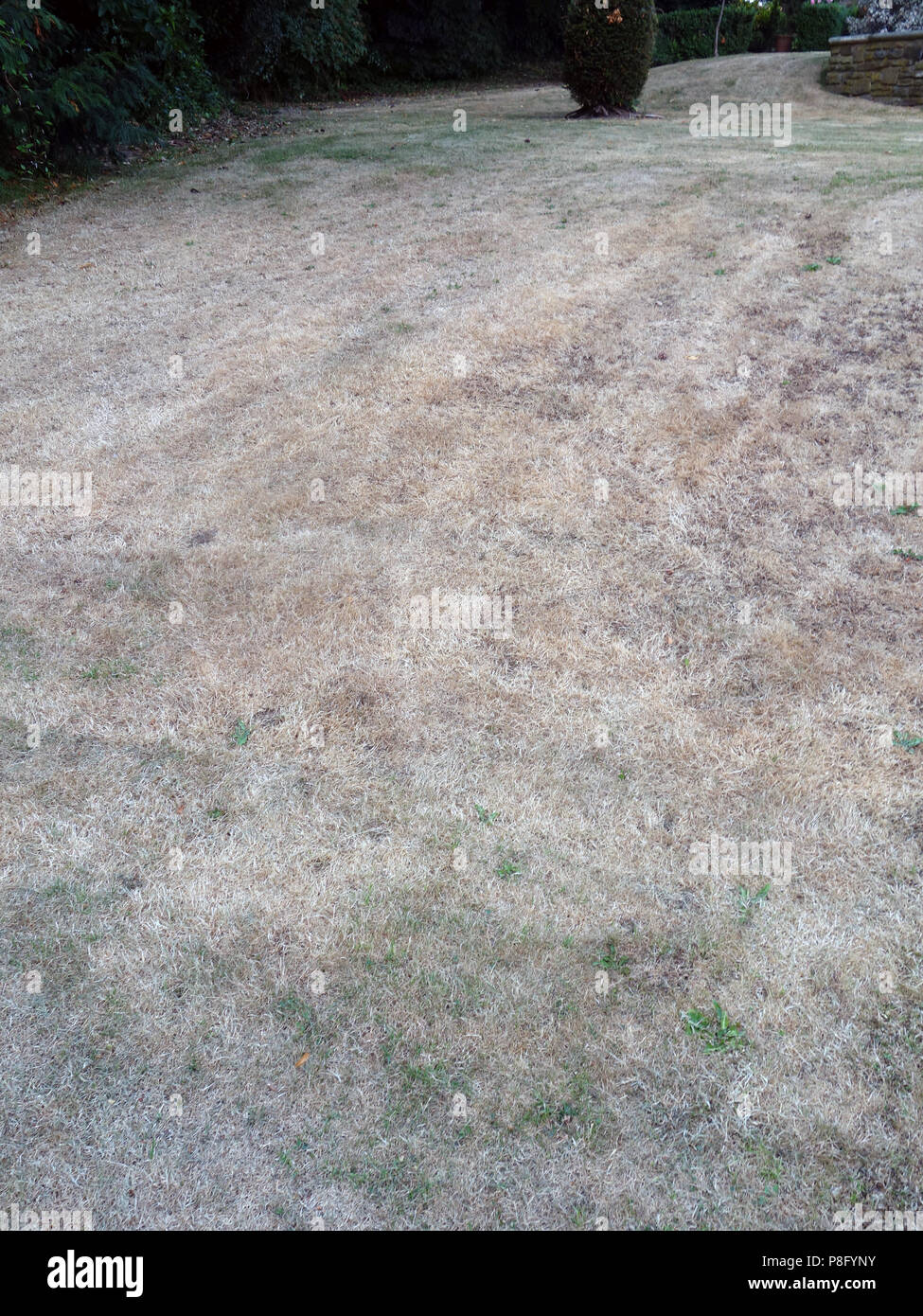After the hottest summer for years in England it has left a lot of lawn ...