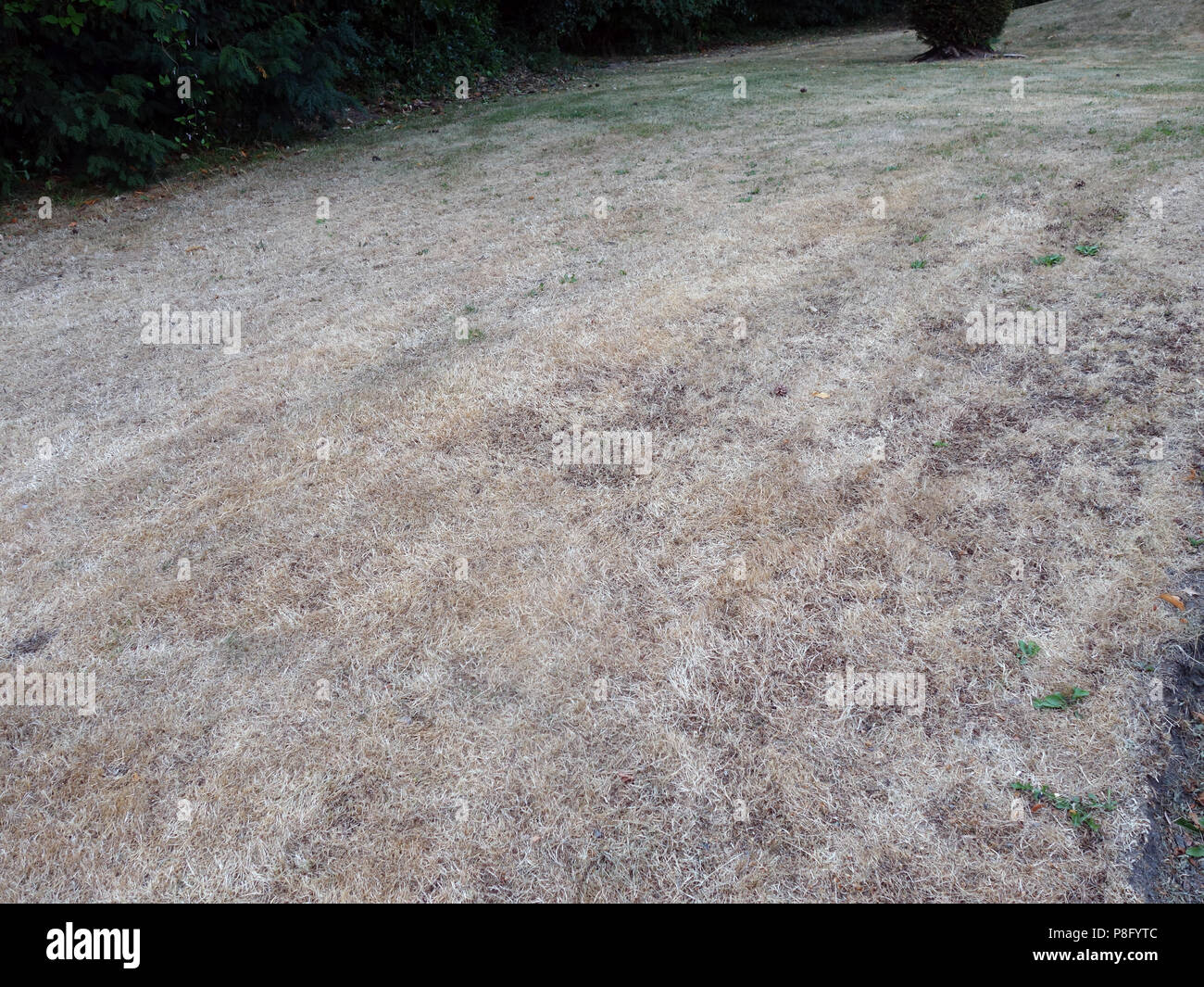 After the hottest summer for years in England it has left a lot of lawn ...