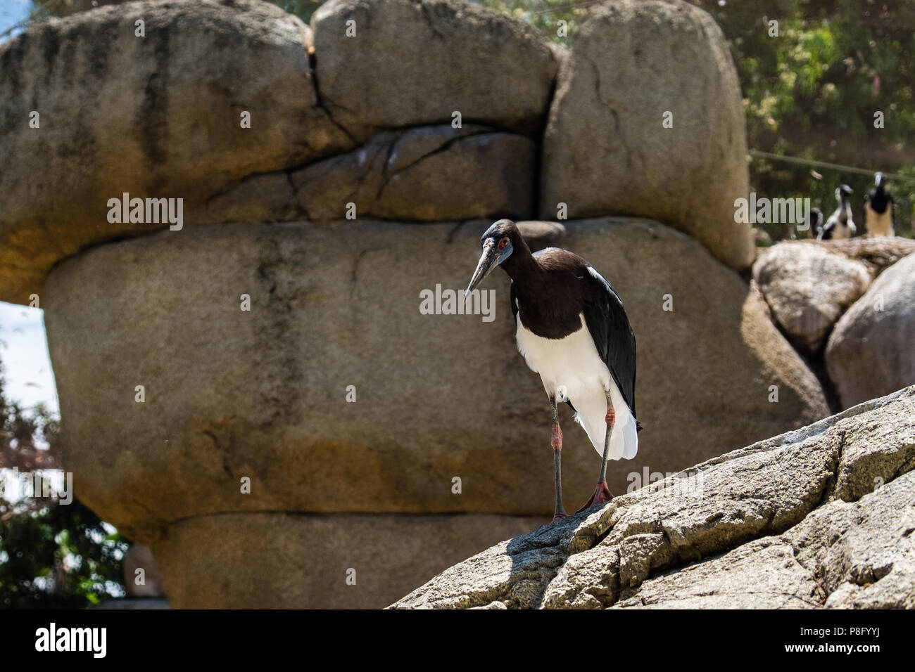 The Abdim's stork , also known as white-bellied stork, is a black stork ...