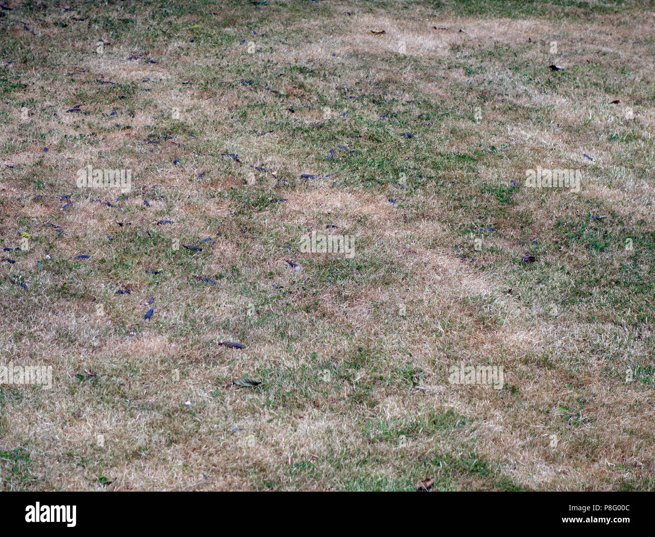 Scorched lawn hi-res stock photography and images - Alamy