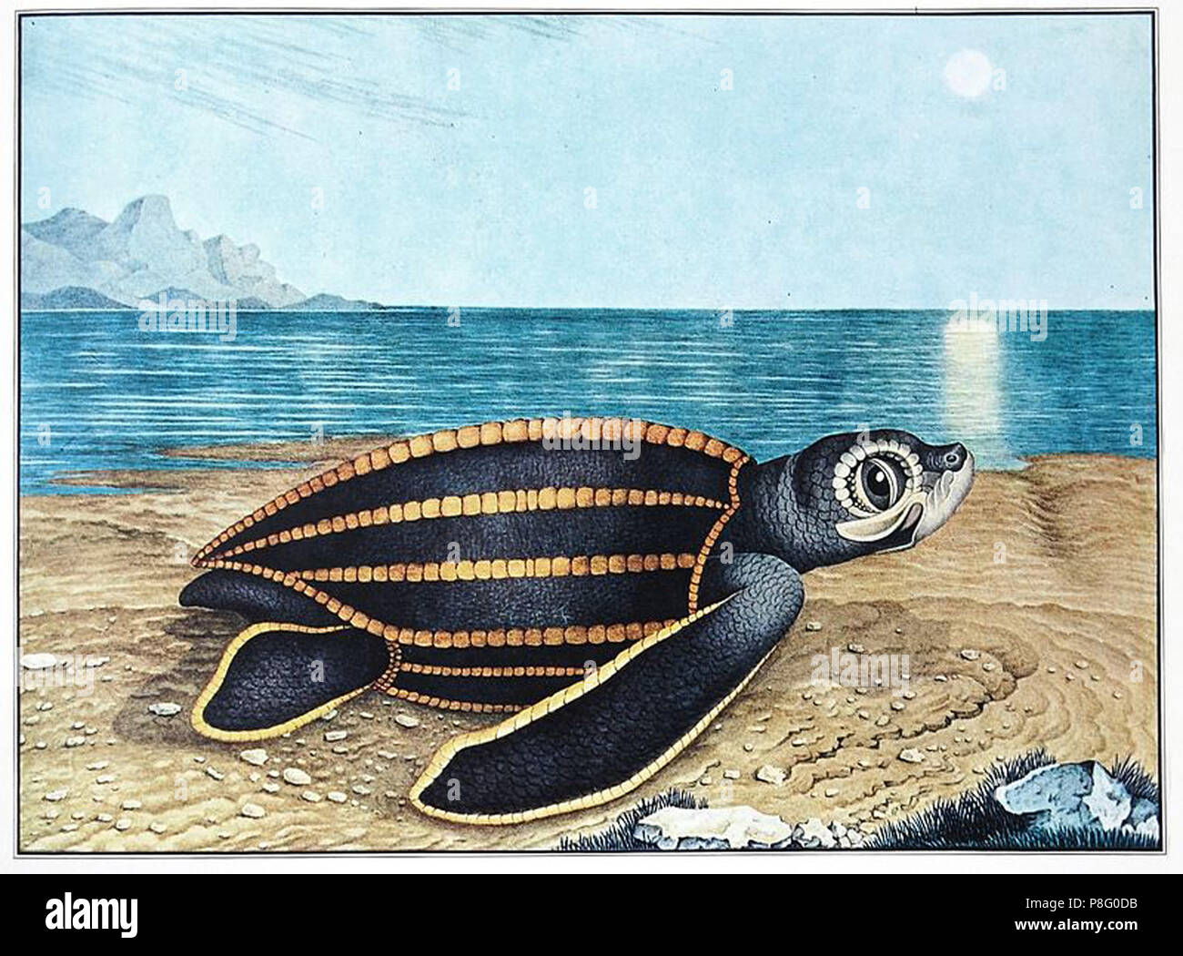 Leather Back turtle vintage Stock Photo - Alamy