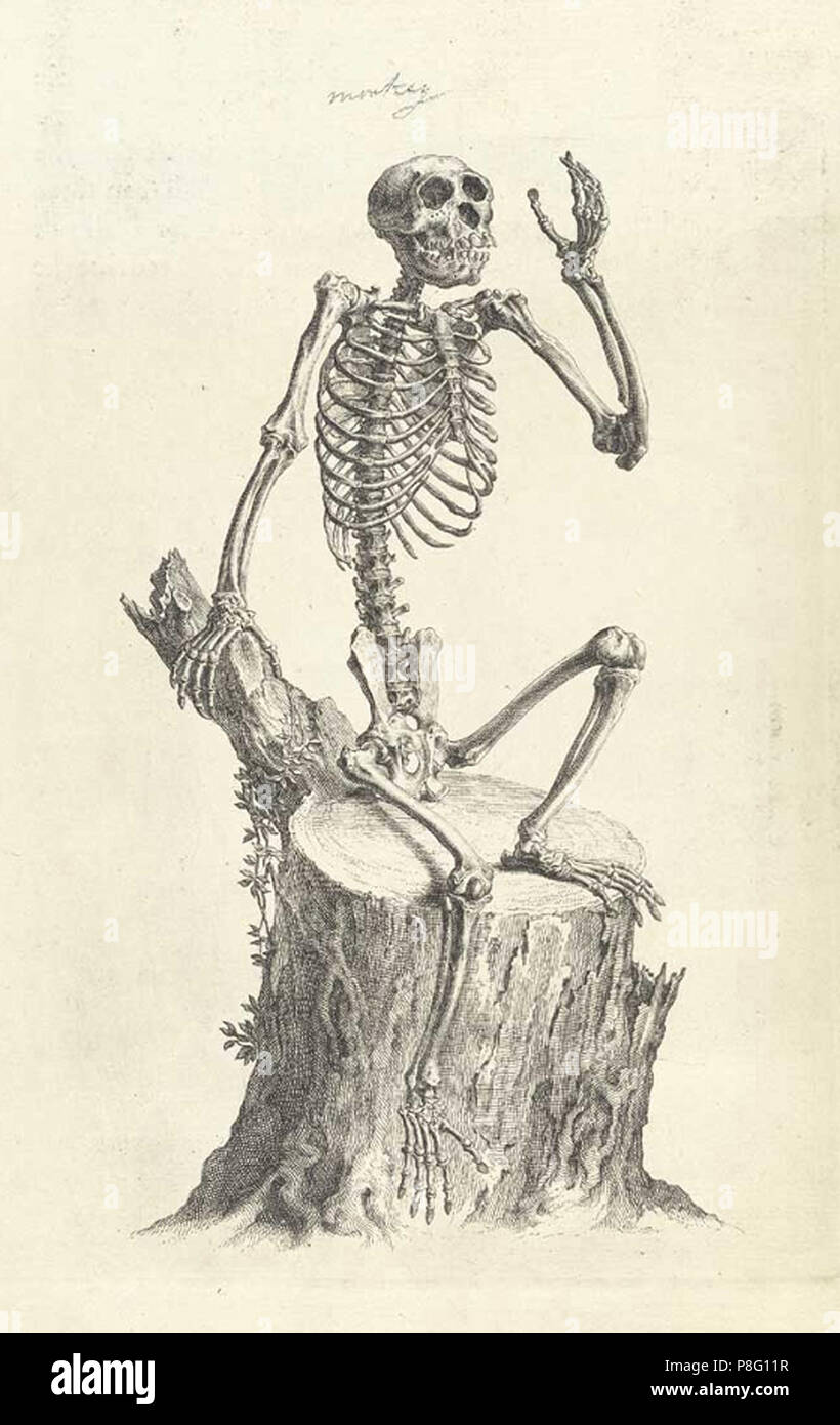 human skeleton illustration Stock Photo - Alamy