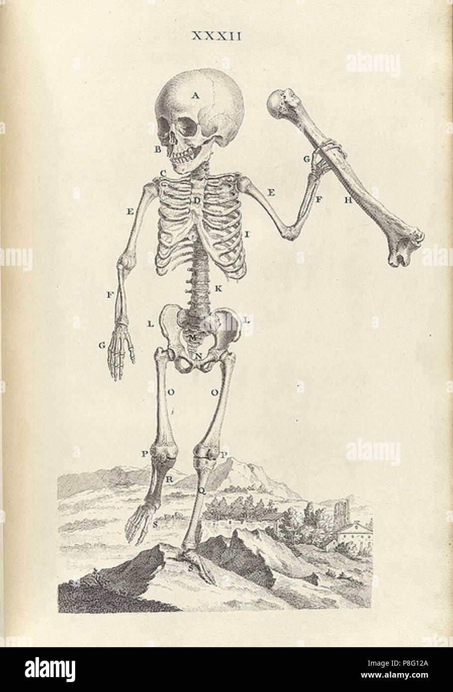 Neanderthal Skeleton High Resolution Stock Photography and Images - Alamy