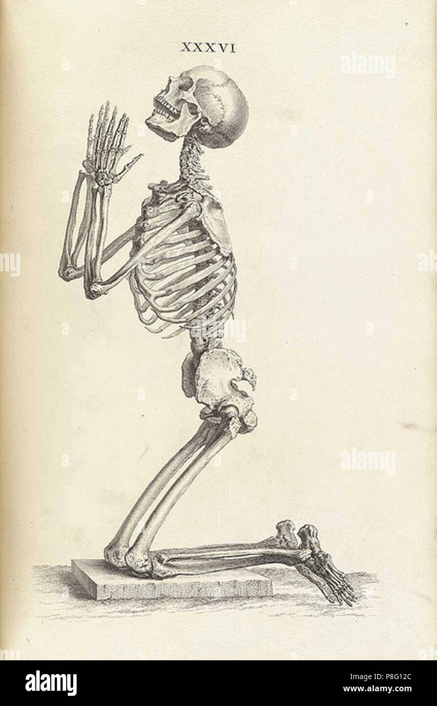 human skeleton illustration Stock Photo - Alamy