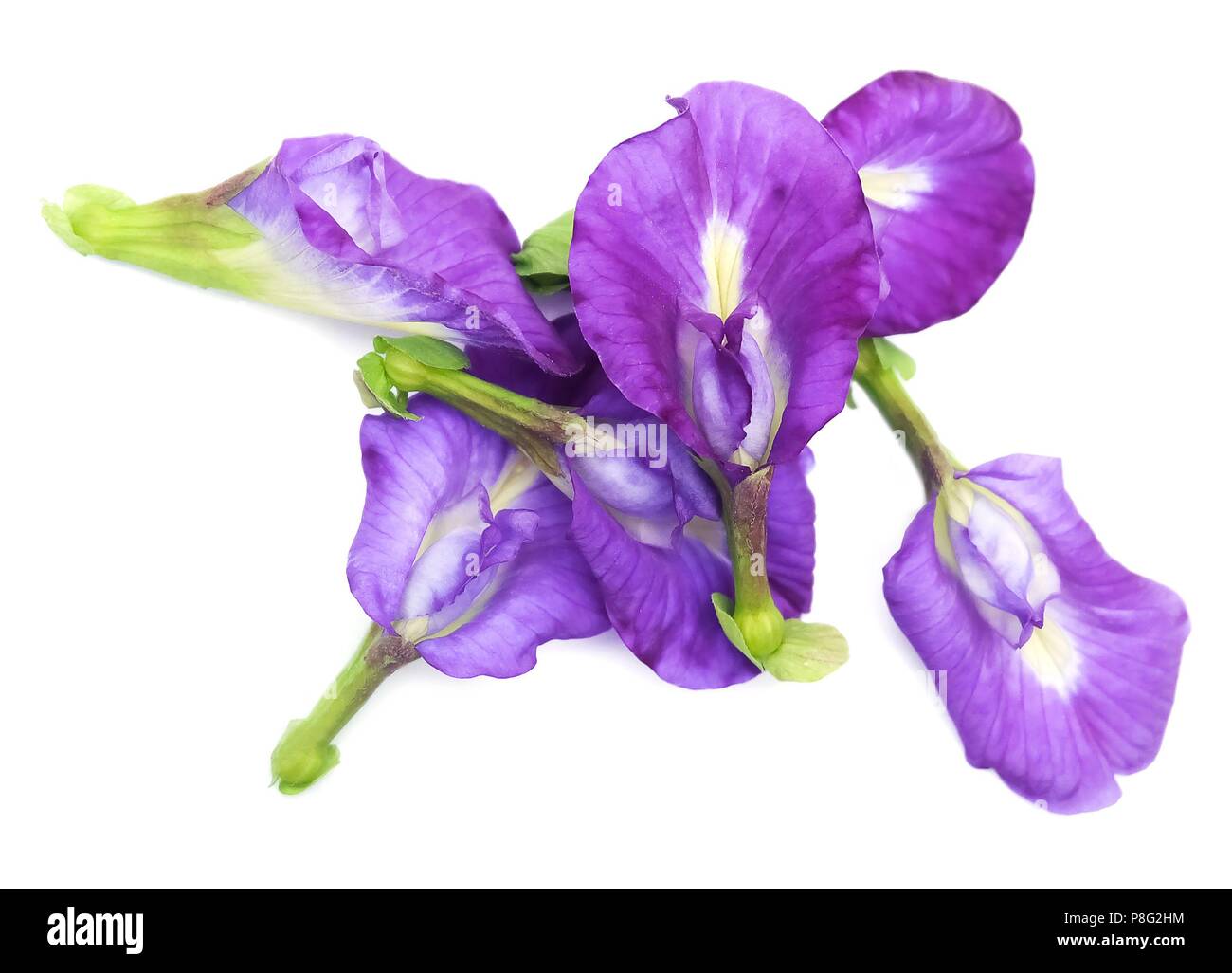 Asian pigeonwings flower hi-res stock photography and images - Alamy