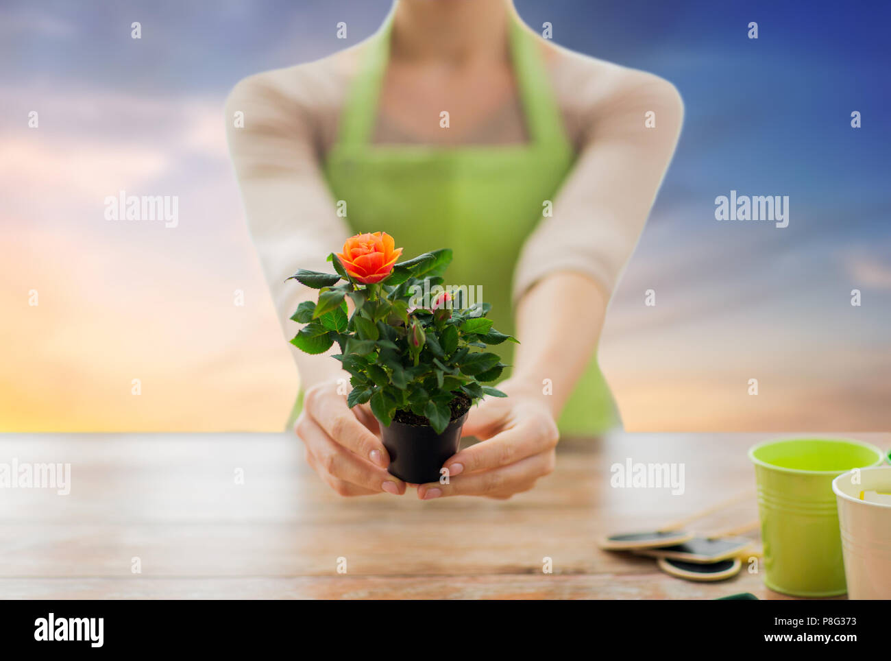 Hand holding rose sky hi-res stock photography and images - Alamy