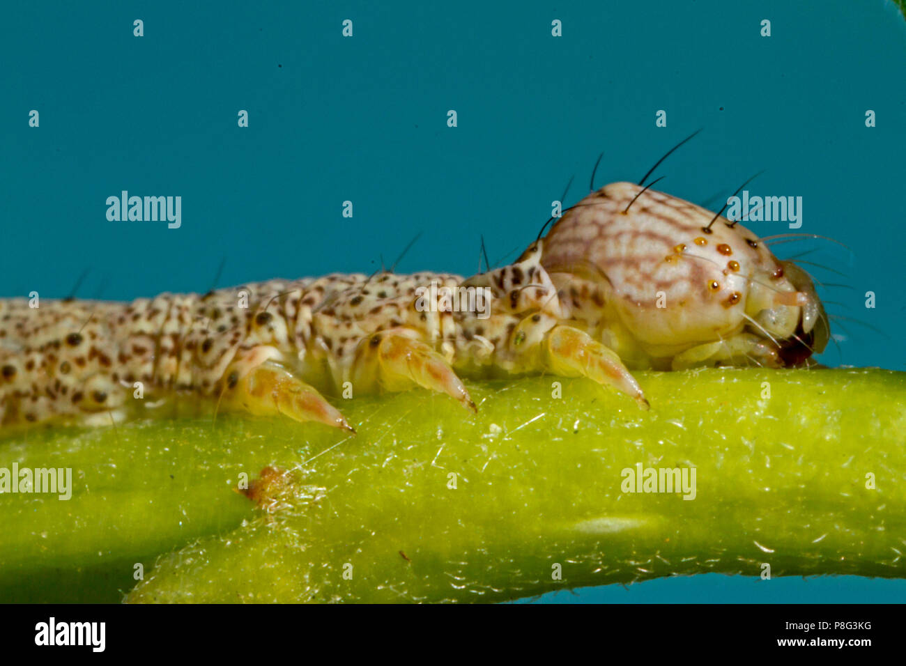 blue underwing, caterpillar, (Catocala fraxini Stock Photo - Alamy