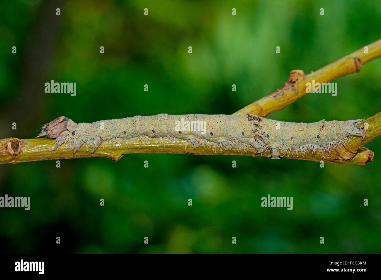 blue underwing, caterpillar, (Catocala fraxini Stock Photo - Alamy
