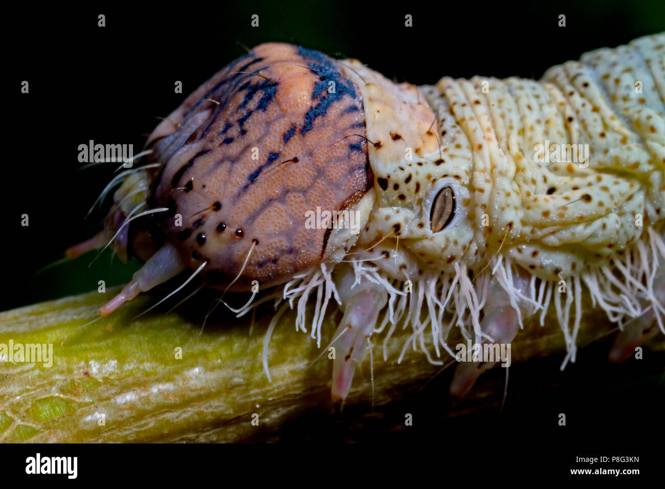 blue underwing, caterpillar, (Catocala fraxini Stock Photo - Alamy