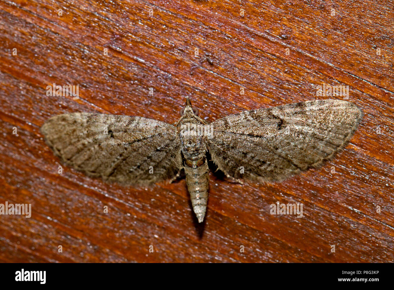 pug moth, (Eupithecia spec Stock Photo - Alamy