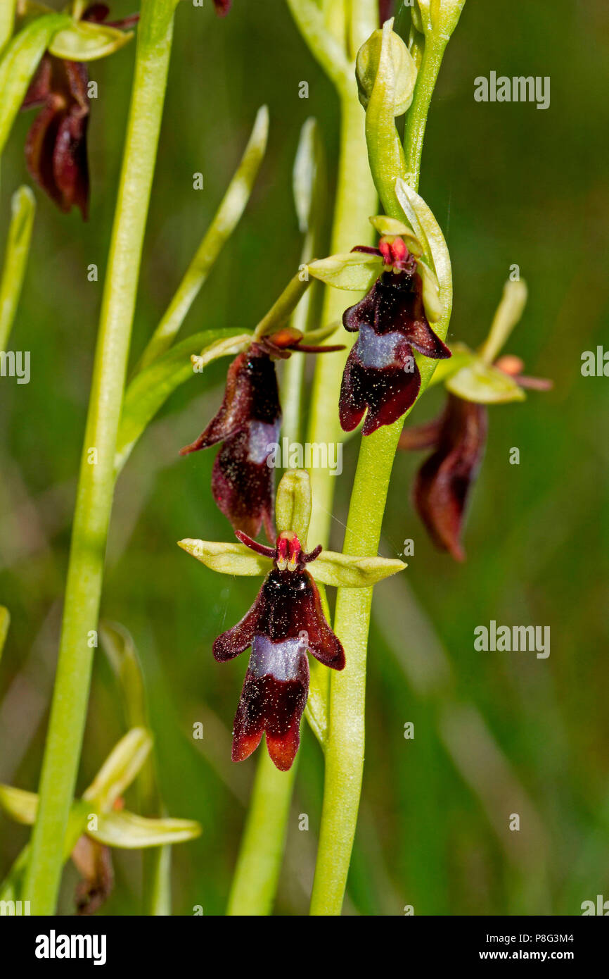 fly orchid, (Ophrys insectifera Stock Photo - Alamy