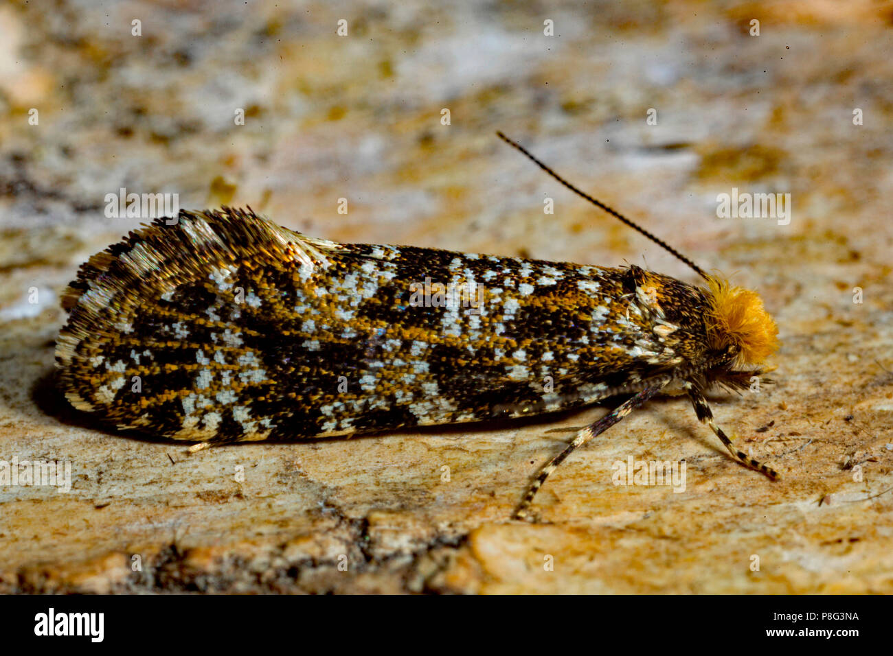 Moth, (Triaxomera parasitella Stock Photo - Alamy