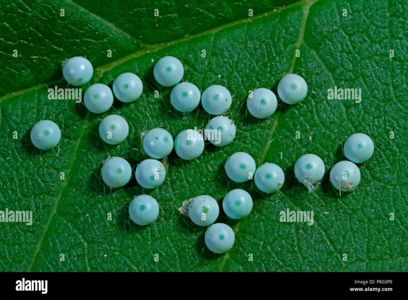 Moth eggs hi-res stock photography and images - Alamy