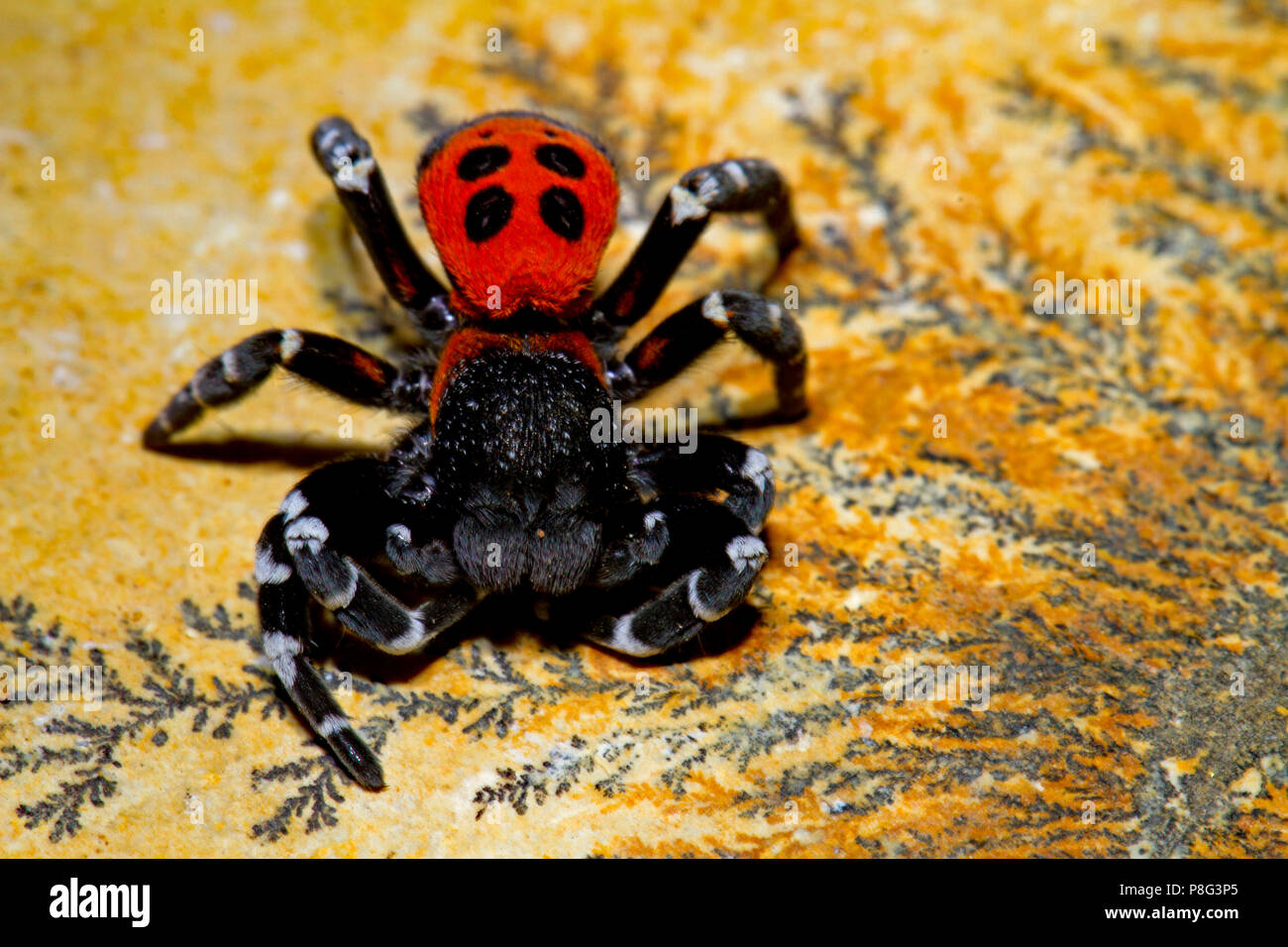 ladybird spider, male, (Eresus sandaliatus Stock Photo - Alamy