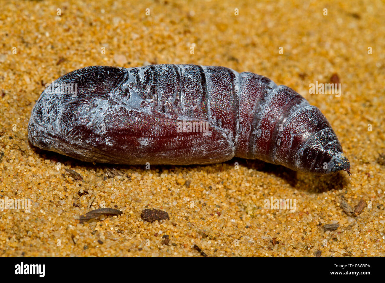red underwing moth, pupae, (Catocala nupta Stock Photo - Alamy