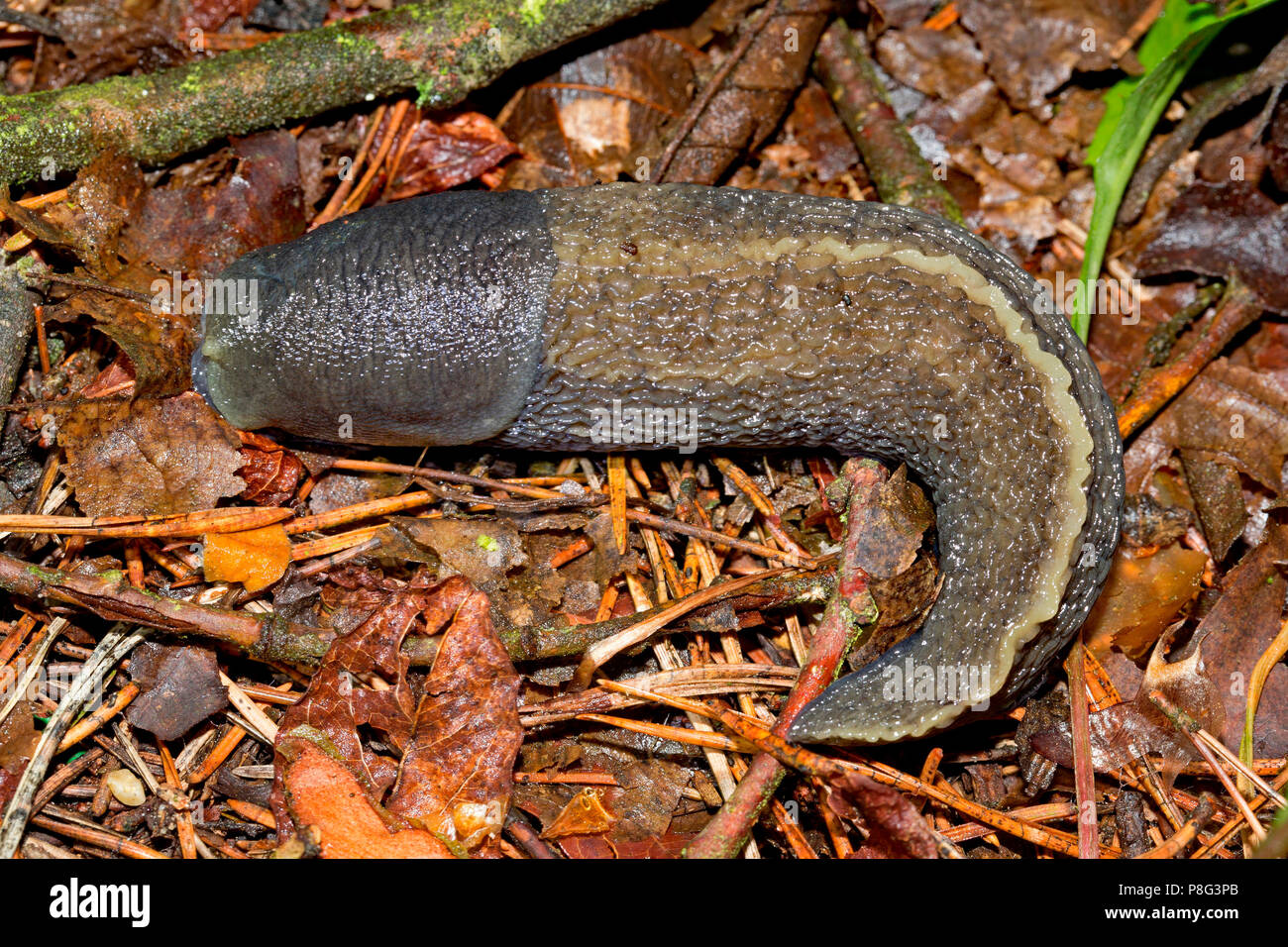Black Keel Back Slug, (Limax cinereoniger Stock Photo - Alamy