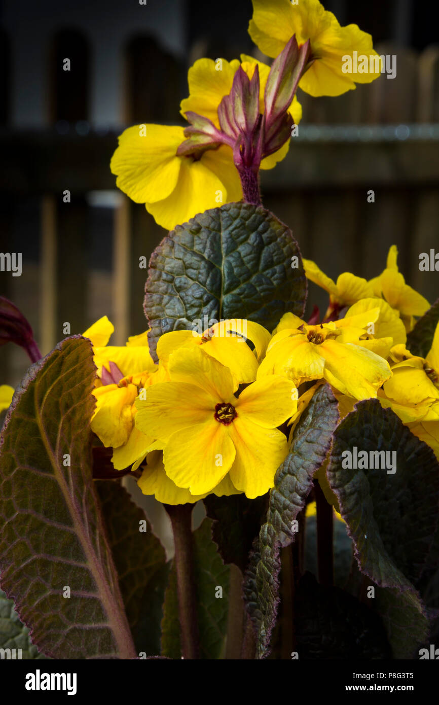Dark leaved primula hi-res stock photography and images - Alamy