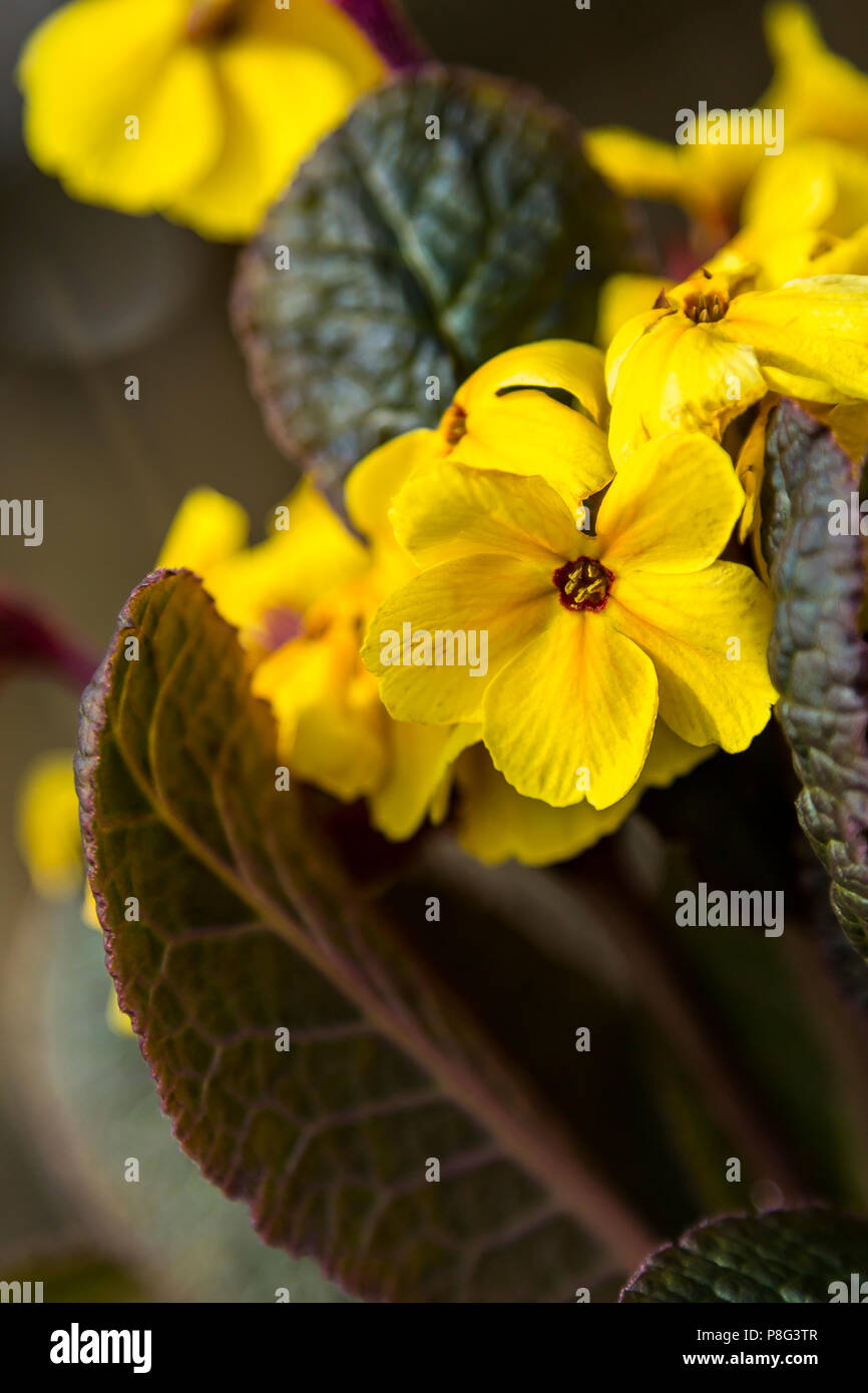 Dark leaved primula hi-res stock photography and images - Alamy