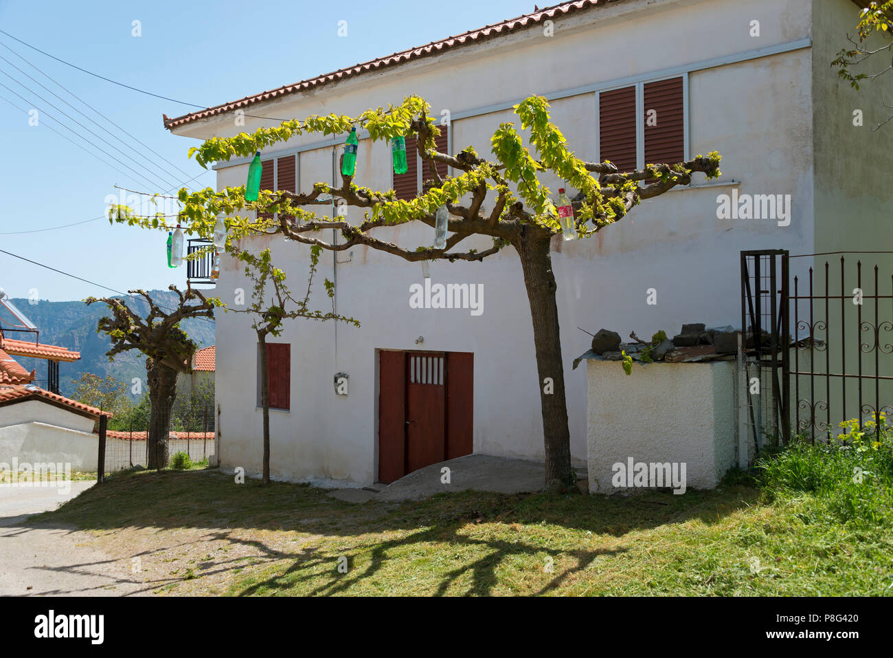 Tree with bottles, Mamousia, Achaia, Peloponnese, Greece Stock Photo ...