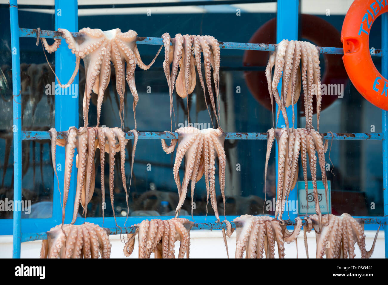 Octopus photos hi-res stock photography and images - Alamy