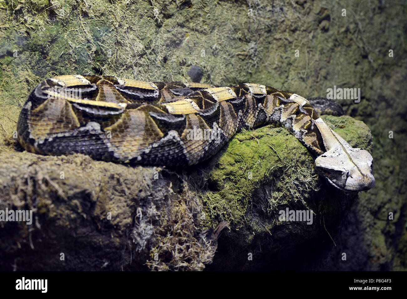 Bitis gabonica rhinoceros hi-res stock photography and images - Alamy