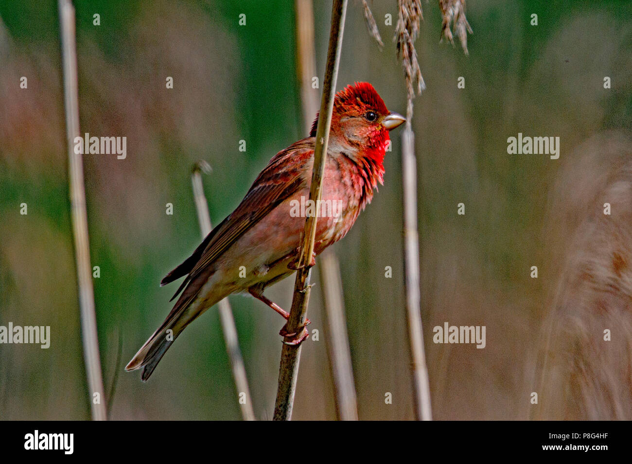 common rosefinch, male, (Carpodacus erythrinus Stock Photo - Alamy