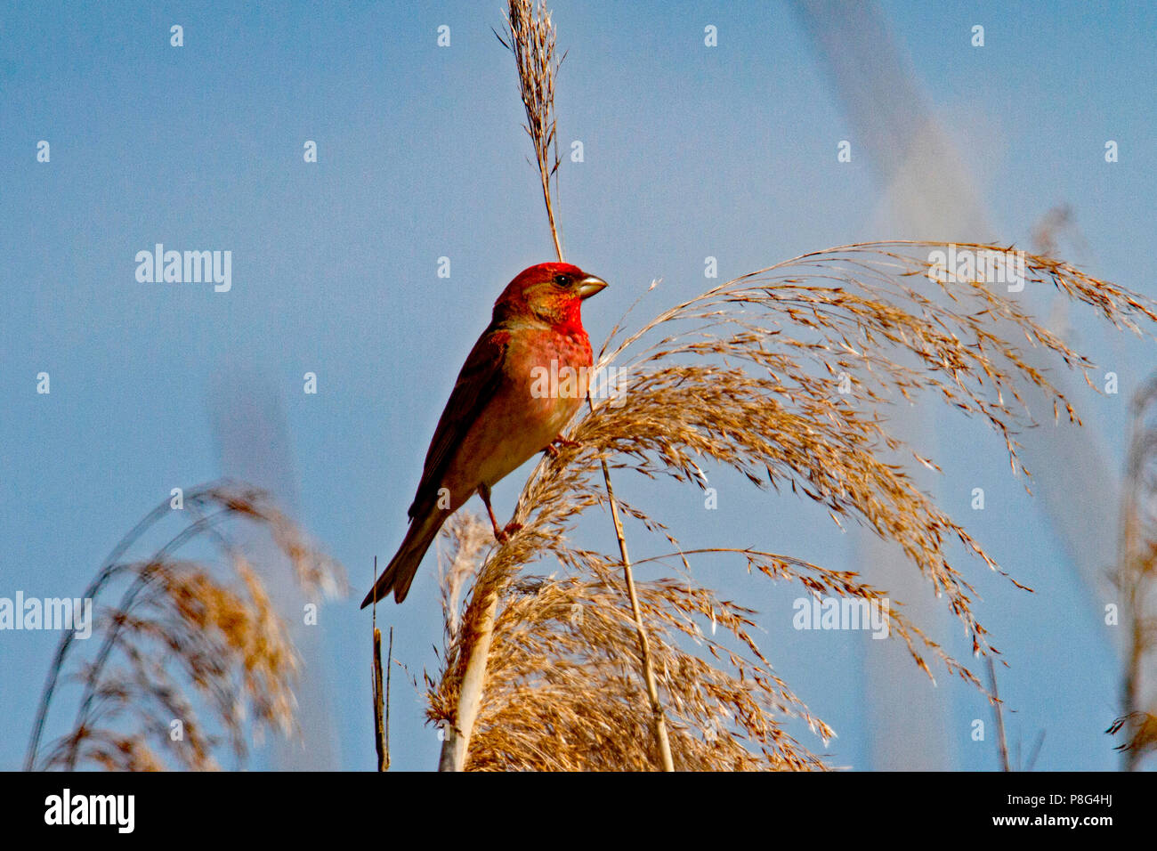 Carpodacus High Resolution Stock Photography and Images - Alamy