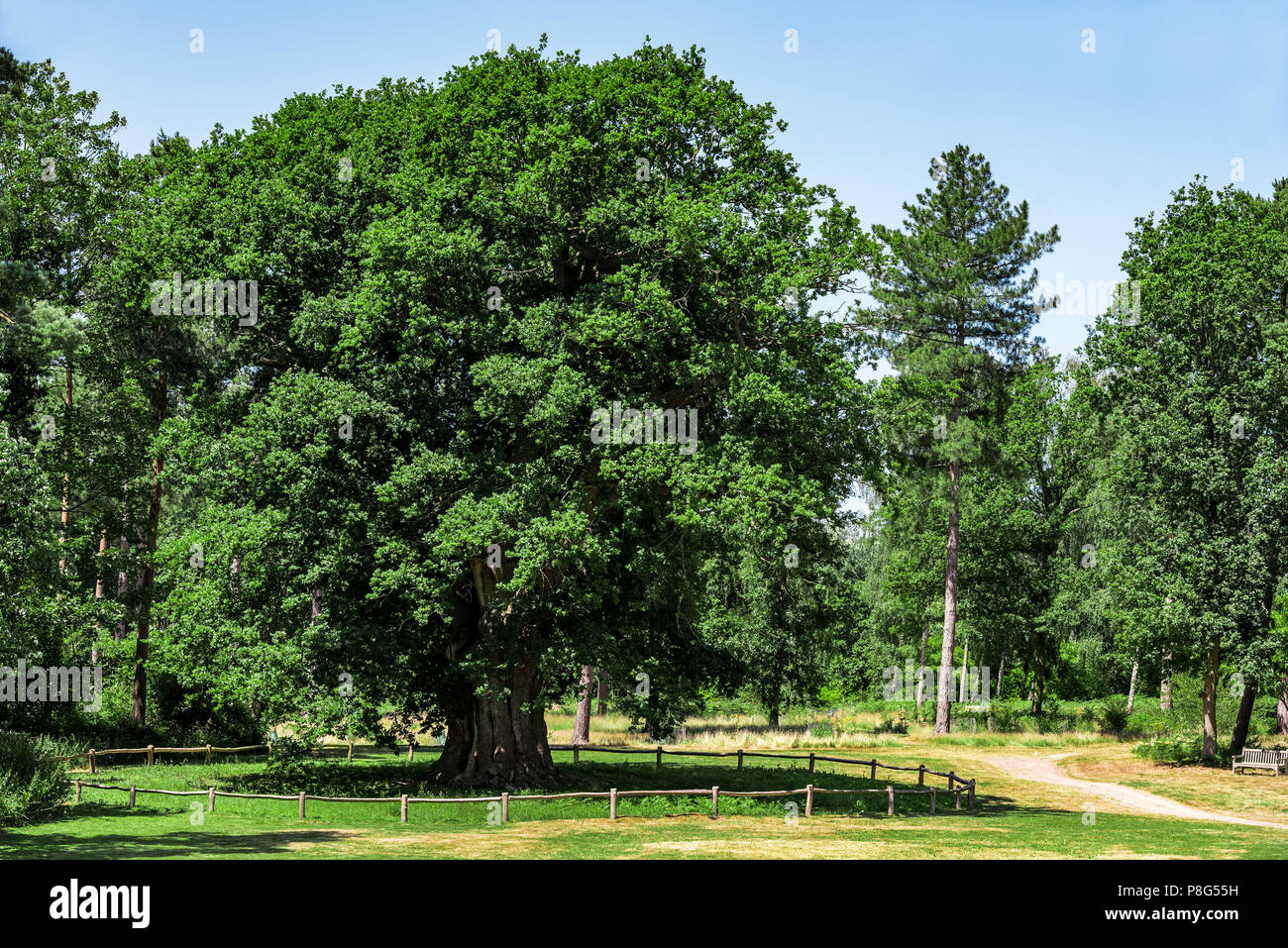 Honywood oak marks hall hi-res stock photography and images - Alamy