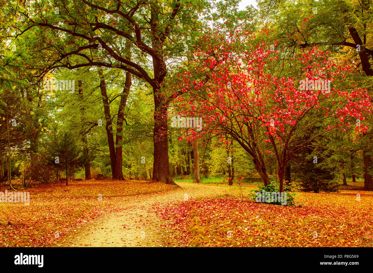 Autumn beautiful park Stock Photo - Alamy