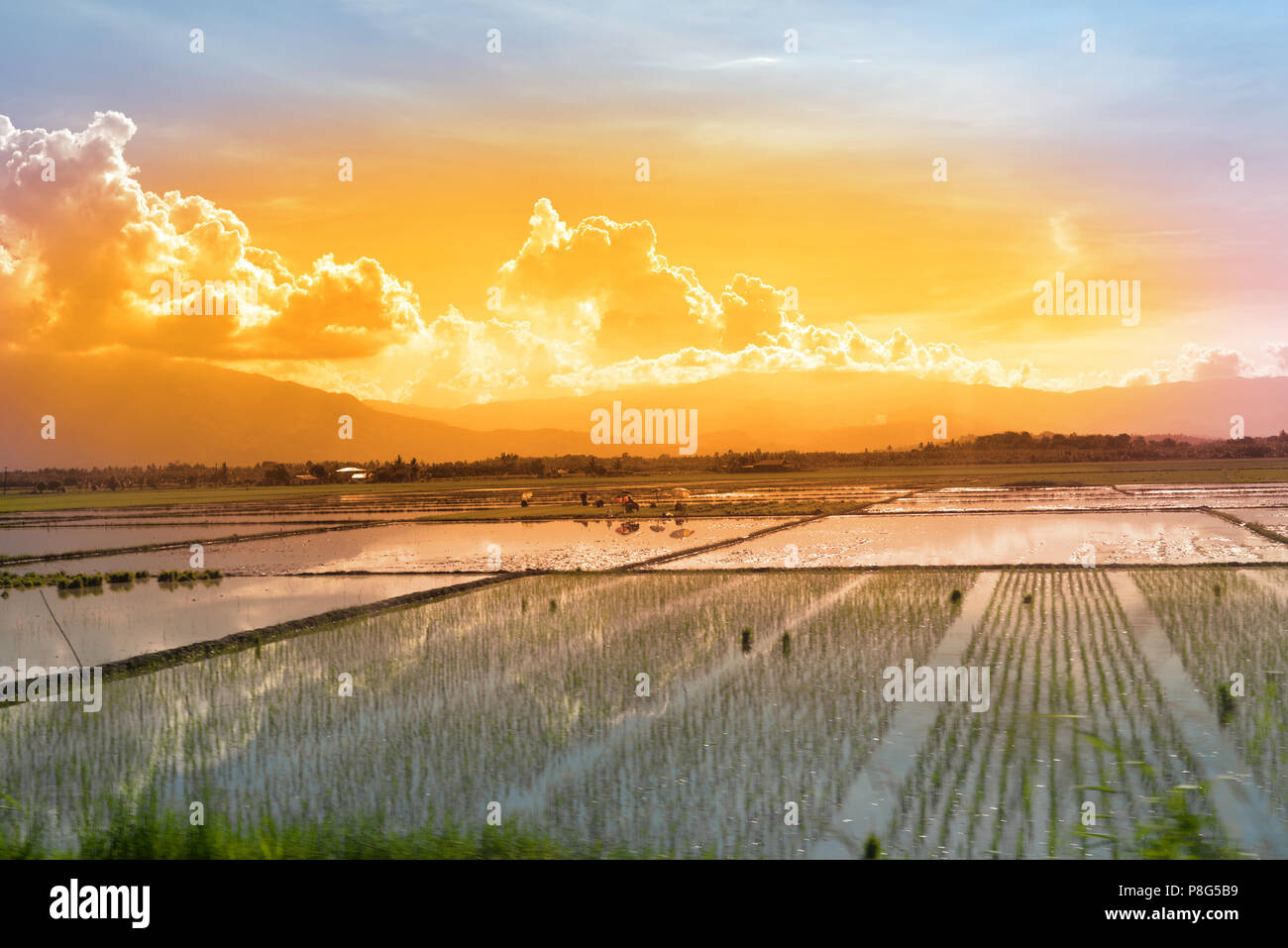 Philippine rice field hi-res stock photography and images - Alamy