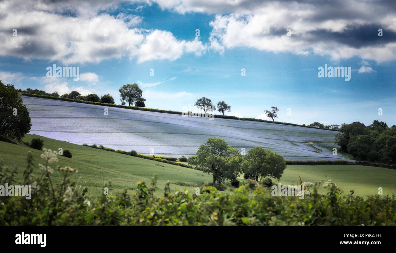 Linseed field hi-res stock photography and images - Alamy