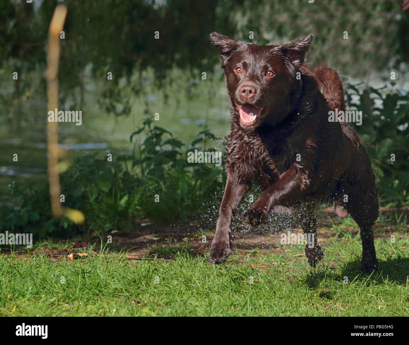 Brown Labrador chasing Stick Stock Photo - Alamy